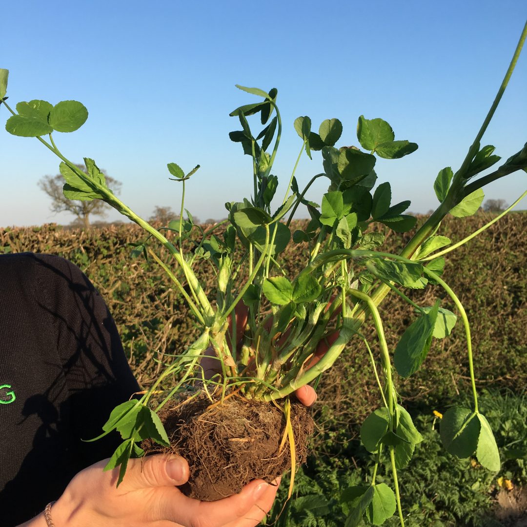 HIGH BIOMASS CLOVER OFFERS NEW LAND RECOVERY OPTION - Agribusiness ...