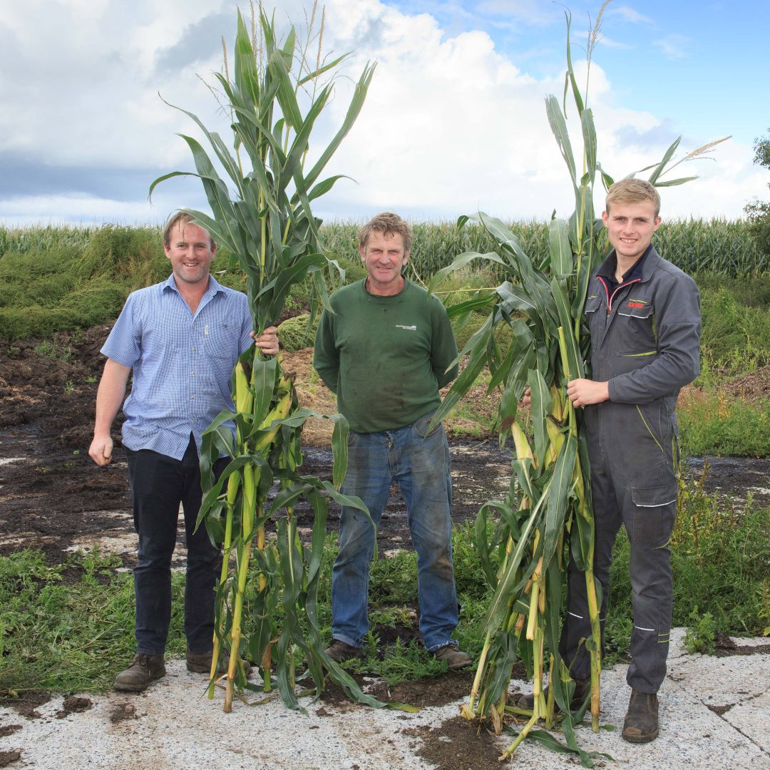 PRE-HARVEST TESTS INDICATE MAIZE IS ON TRACK TO PRODUCE A PROMISING ...
