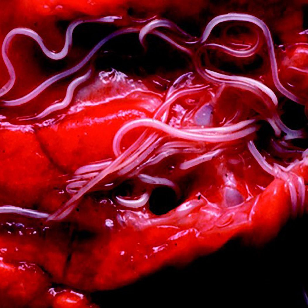 UK CATTLE PRODUCERS ENCOURAGED TO VACCINATE FOR LUNGWORM PRE-TURNOUT ...